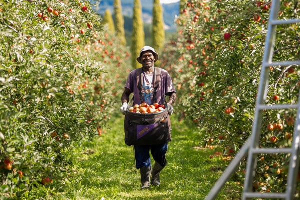 Packing - Birdhurst Orchards